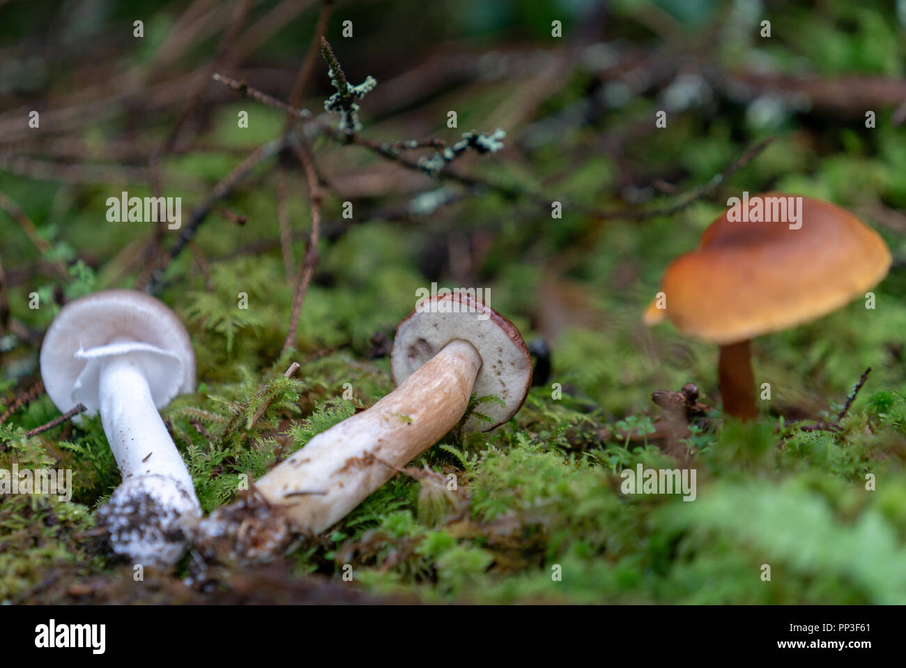 Plants of snowdonia hi-res stock photography and images - Alamy