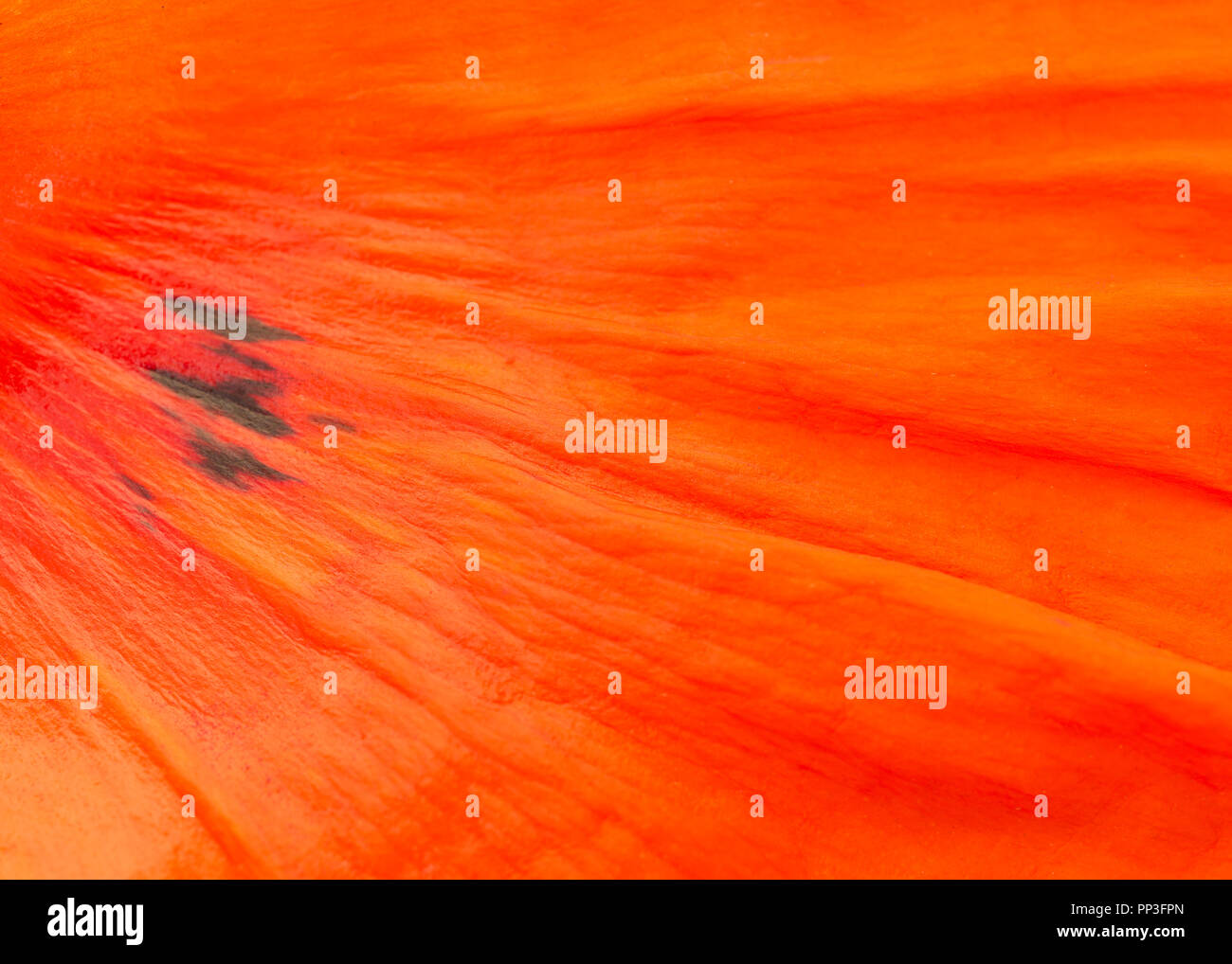 Poppy leaf hi-res stock photography and images - Alamy