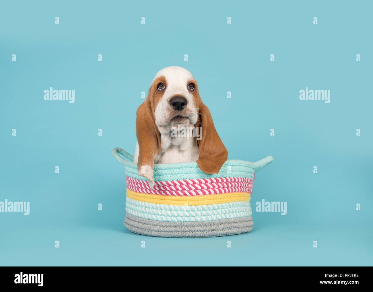 Cute basset hound puppy in a colorful basket on a blue background Stock ...