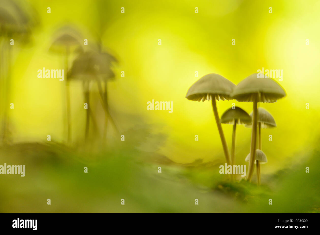 Fairytale toadstools hi-res stock photography and images - Alamy