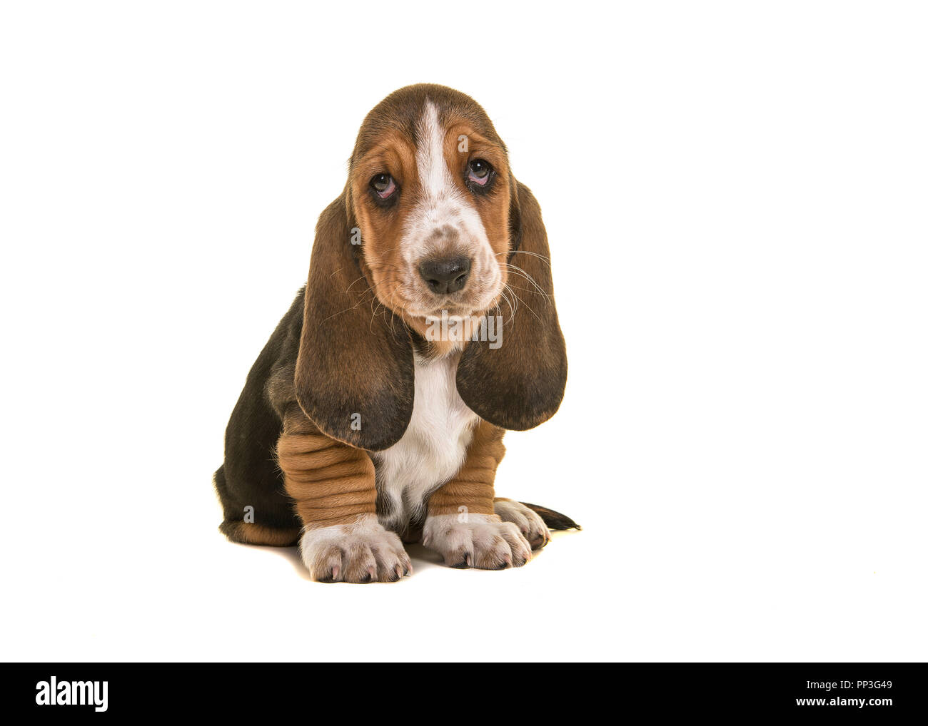 Adorable sad looking tricolor basset hound puppy sitting looking up ...