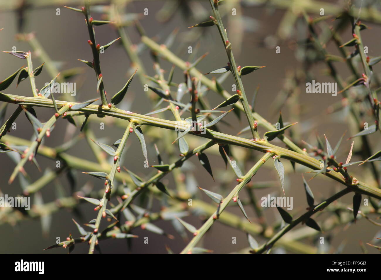Spiky leaved native Australian plant in ACT bushland near Bendora ...
