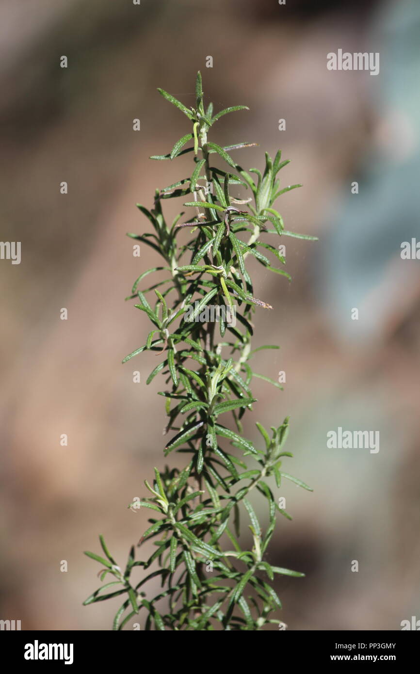 Slender Westringia (a native rosemary) growing wild near Bendora ...