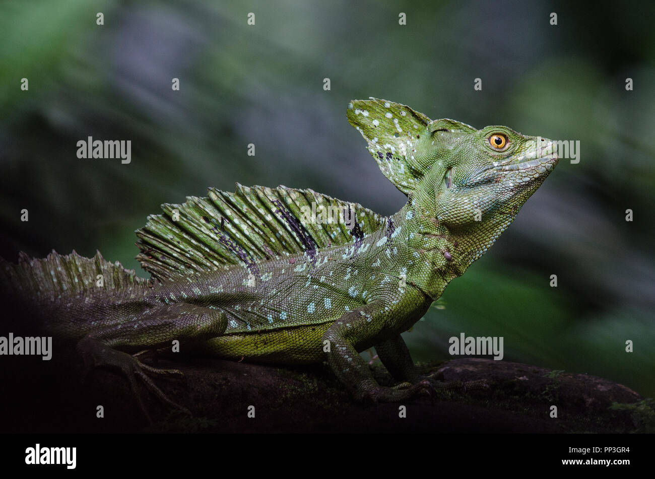Emerald Basilisk Stock Photos & Emerald Basilisk Stock Images - Alamy