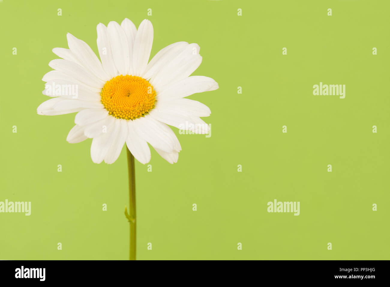Blooming daisy flower with stem on a soft green background with space ...
