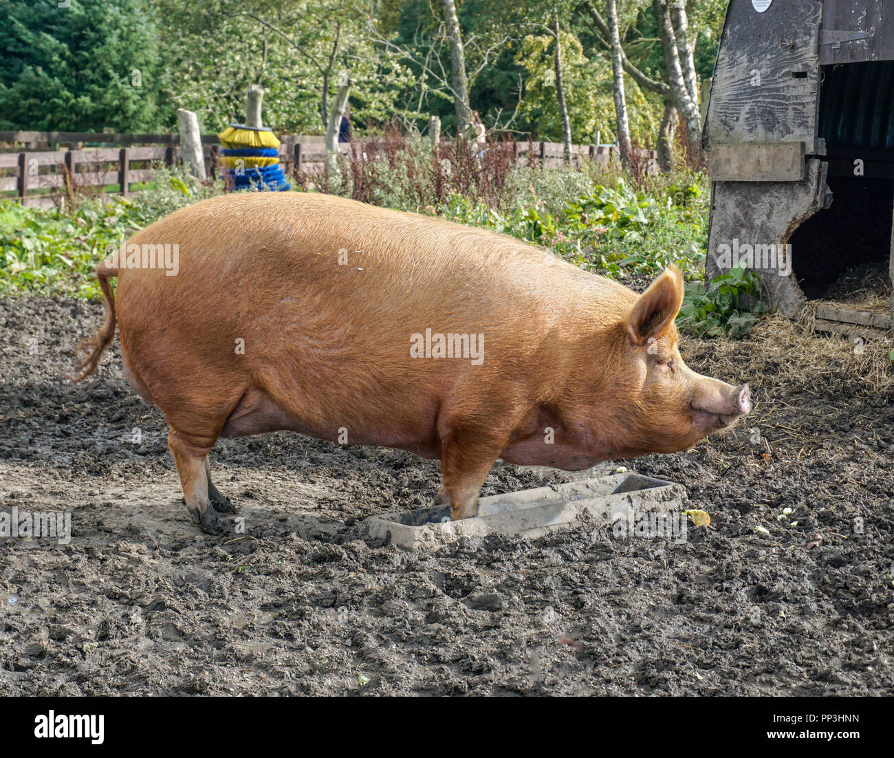 Pig hi-res stock photography and images - Alamy