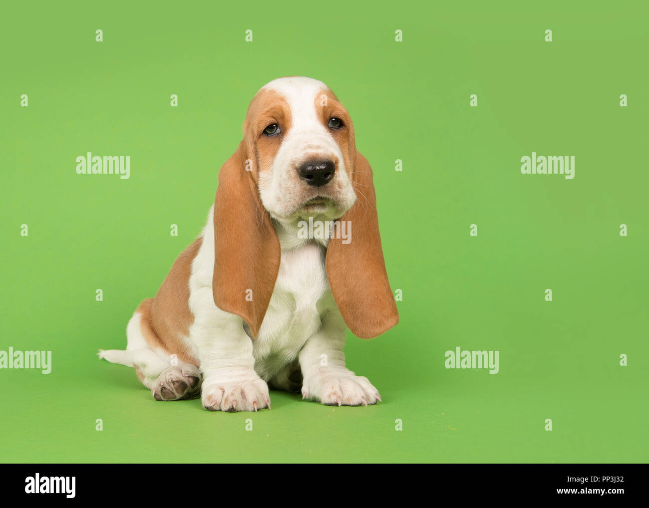 Cute basset hound puppy sitting on a green background Stock Photo - Alamy