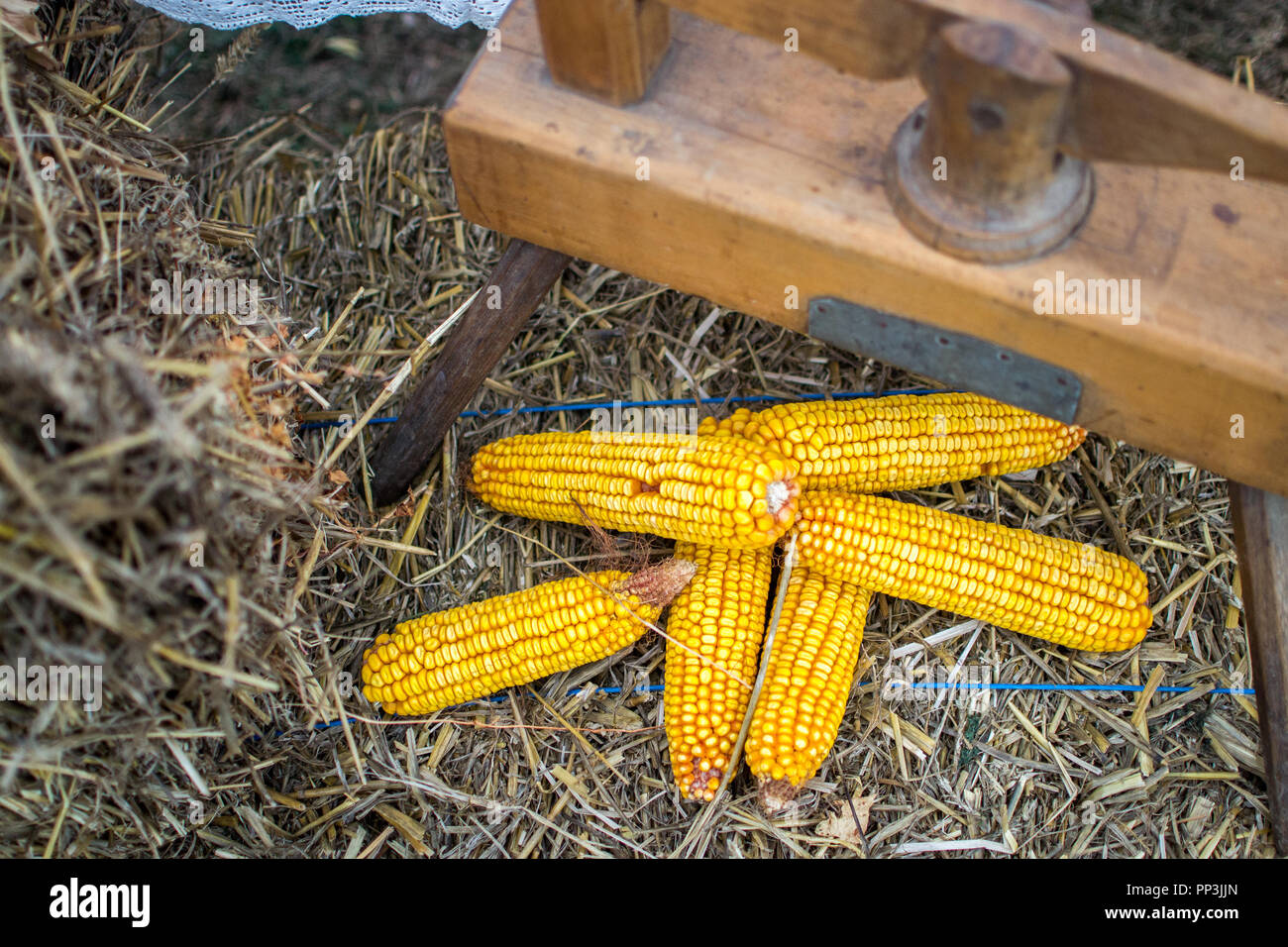 Traditional bio corn on the cob with vibrant colors Stock Photo - Alamy