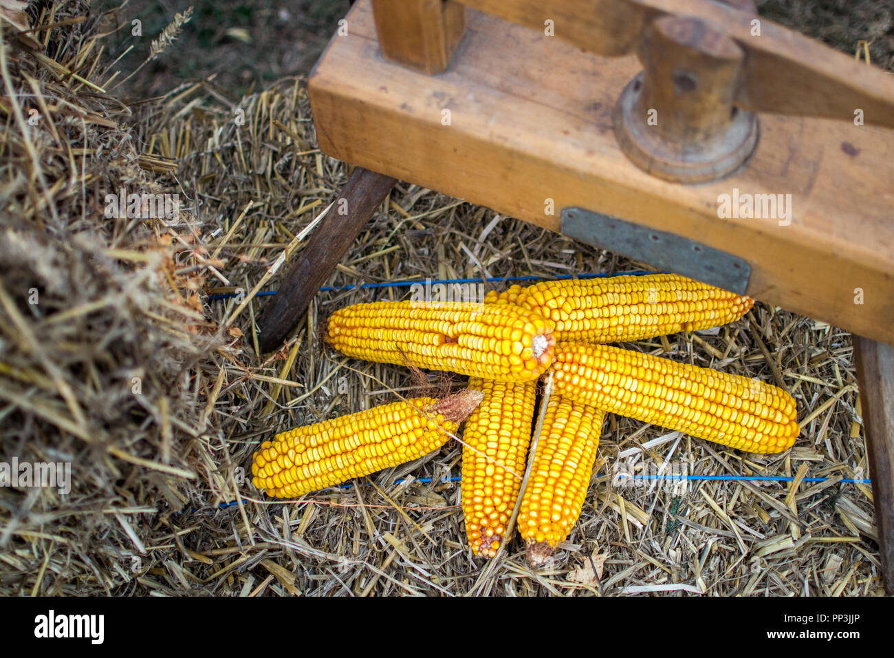Traditional bio corn on the cob with vibrant colors Stock Photo - Alamy