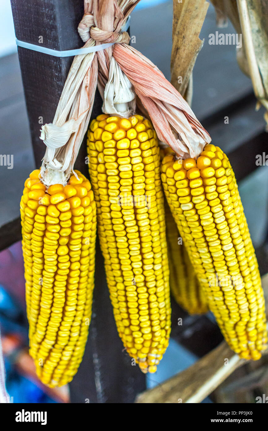 Traditional bio corn on the cob with vibrant colors Stock Photo - Alamy