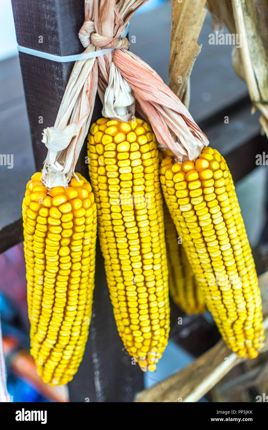 Traditional bio corn on the cob with vibrant colors Stock Photo - Alamy