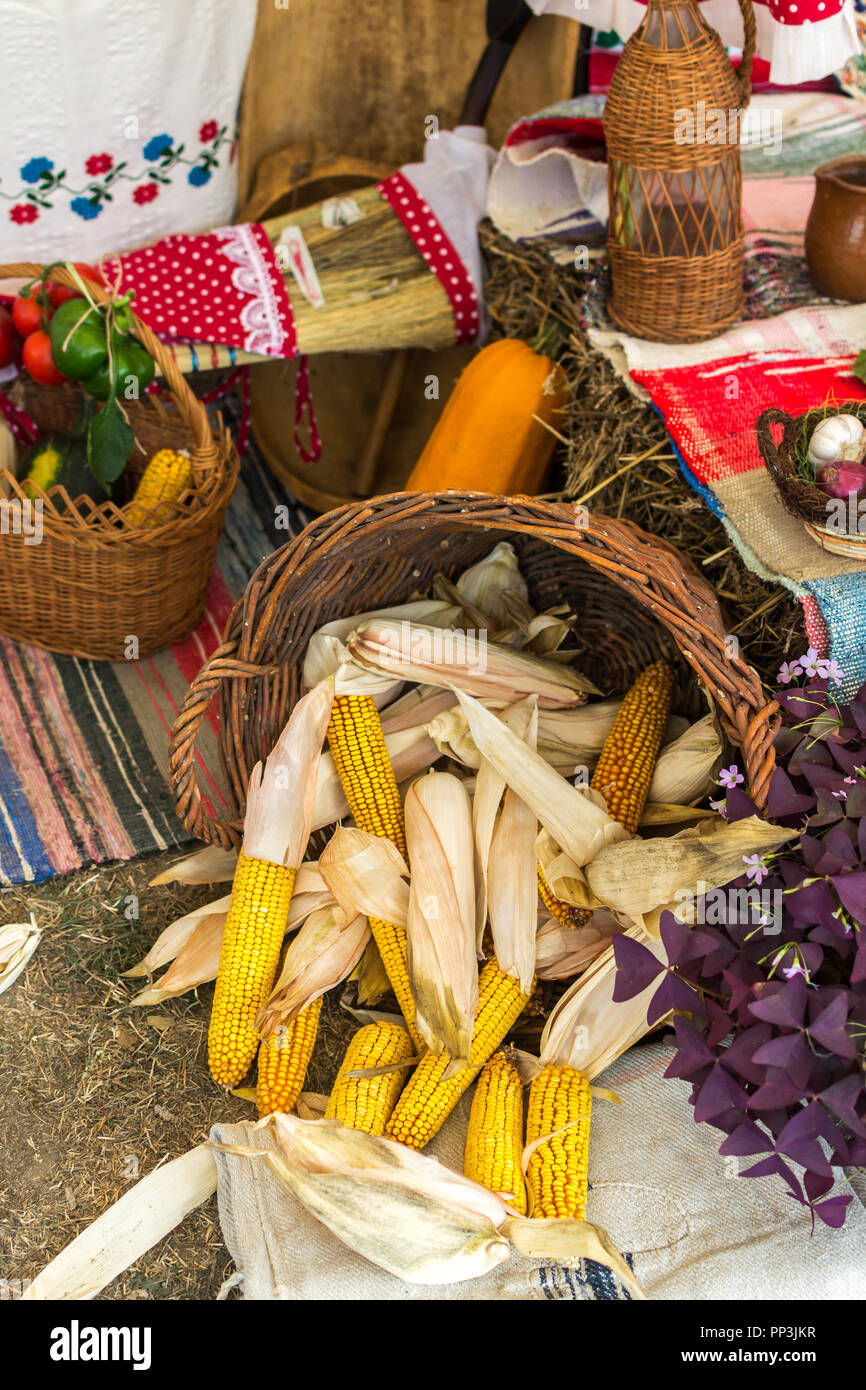 Traditional bio corn on the cob with vibrant colors Stock Photo - Alamy