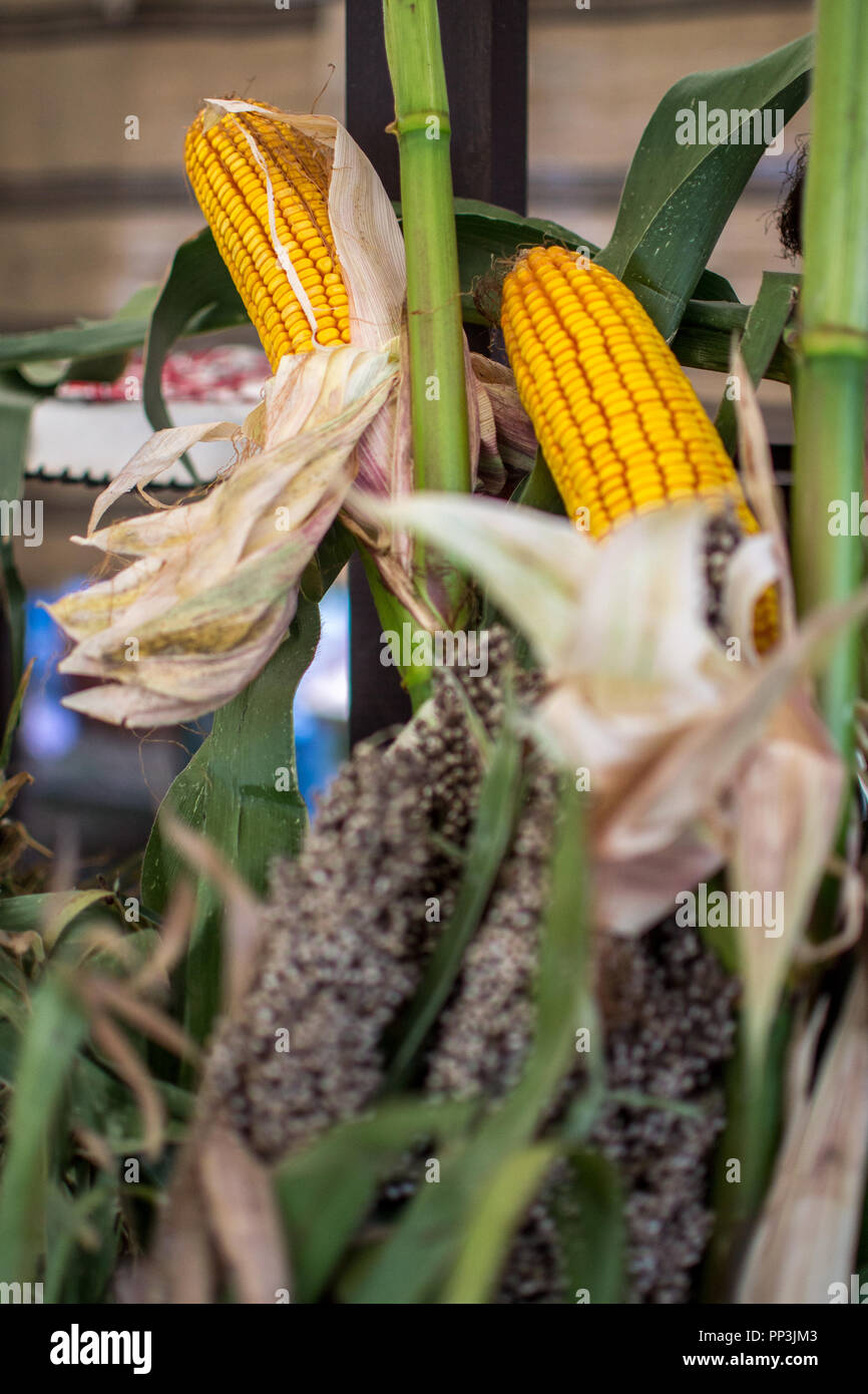 Traditional bio corn on the cob with vibrant colors Stock Photo - Alamy