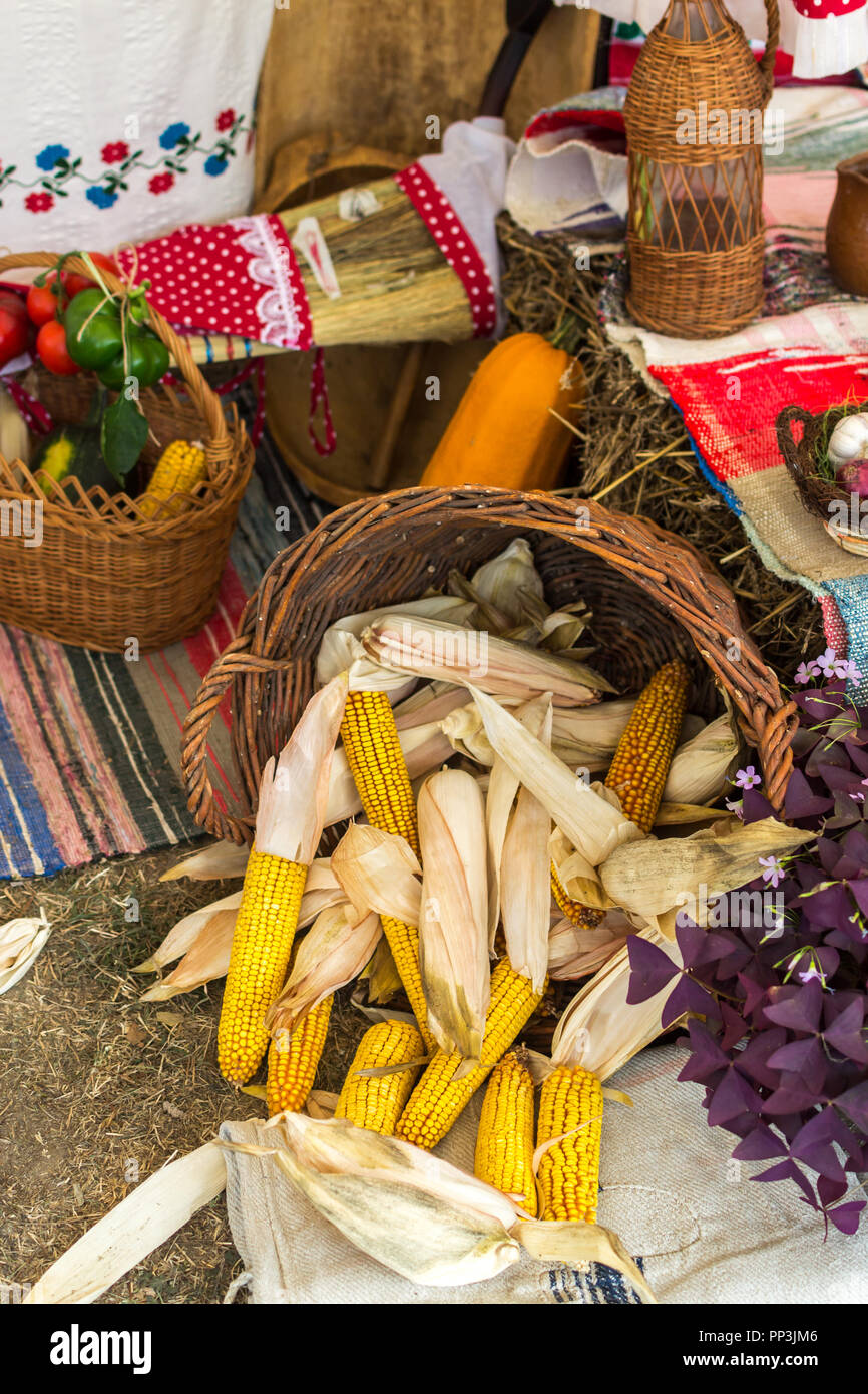 Traditional bio corn on the cob with vibrant colors Stock Photo - Alamy