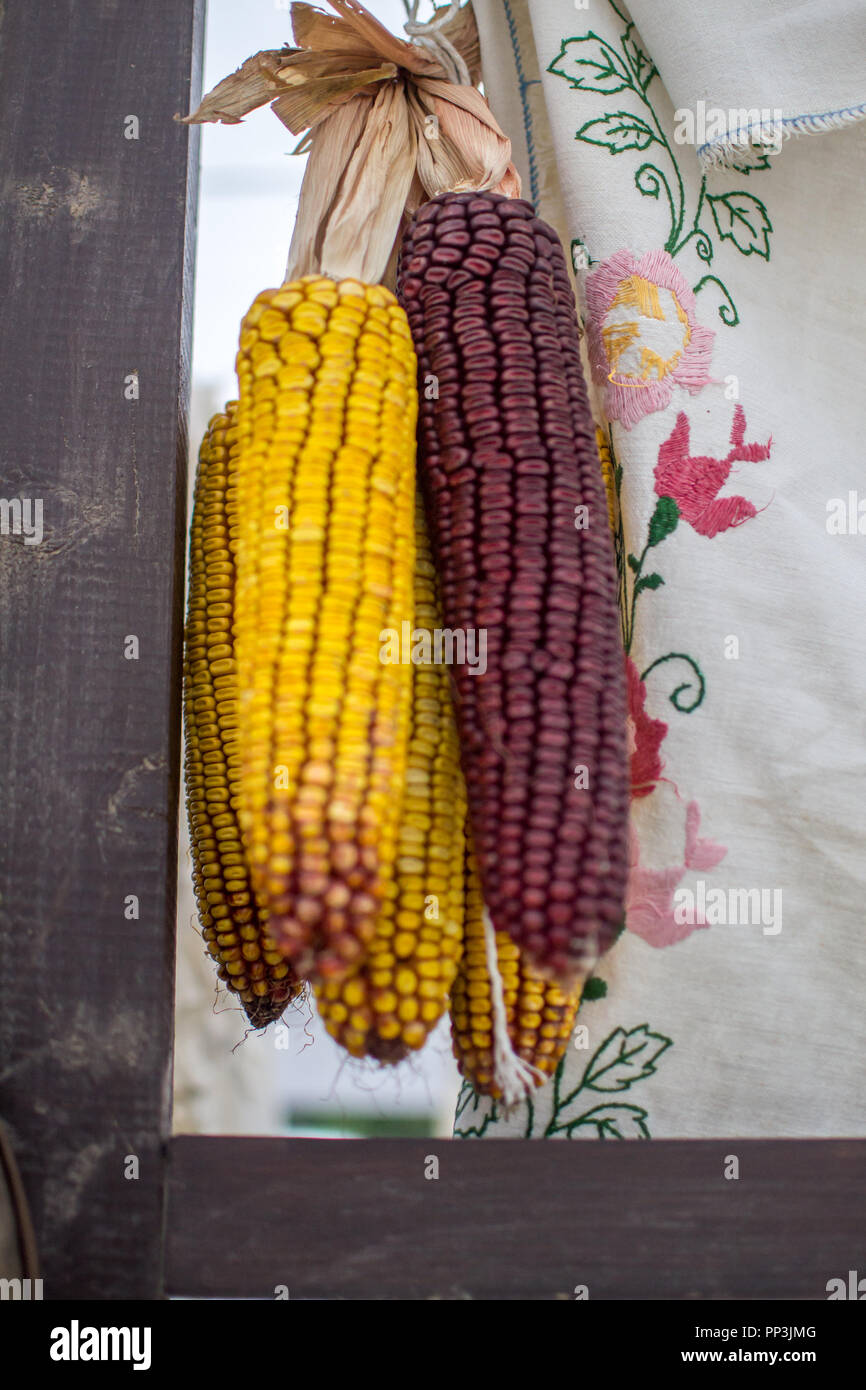 Traditional bio corn on the cob with vibrant colors Stock Photo - Alamy