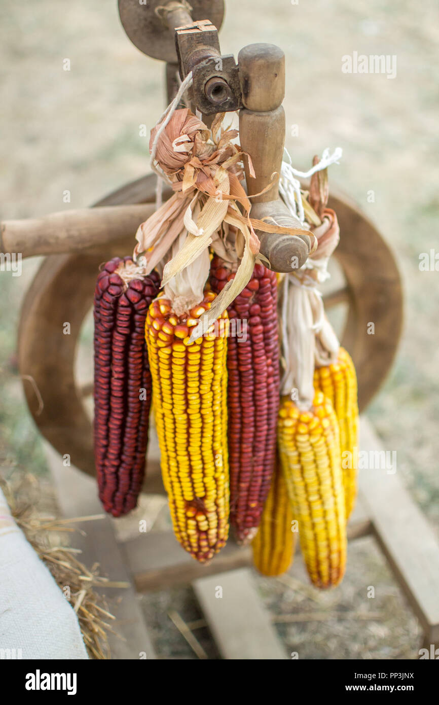 Traditional bio corn on the cob with vibrant colors Stock Photo - Alamy