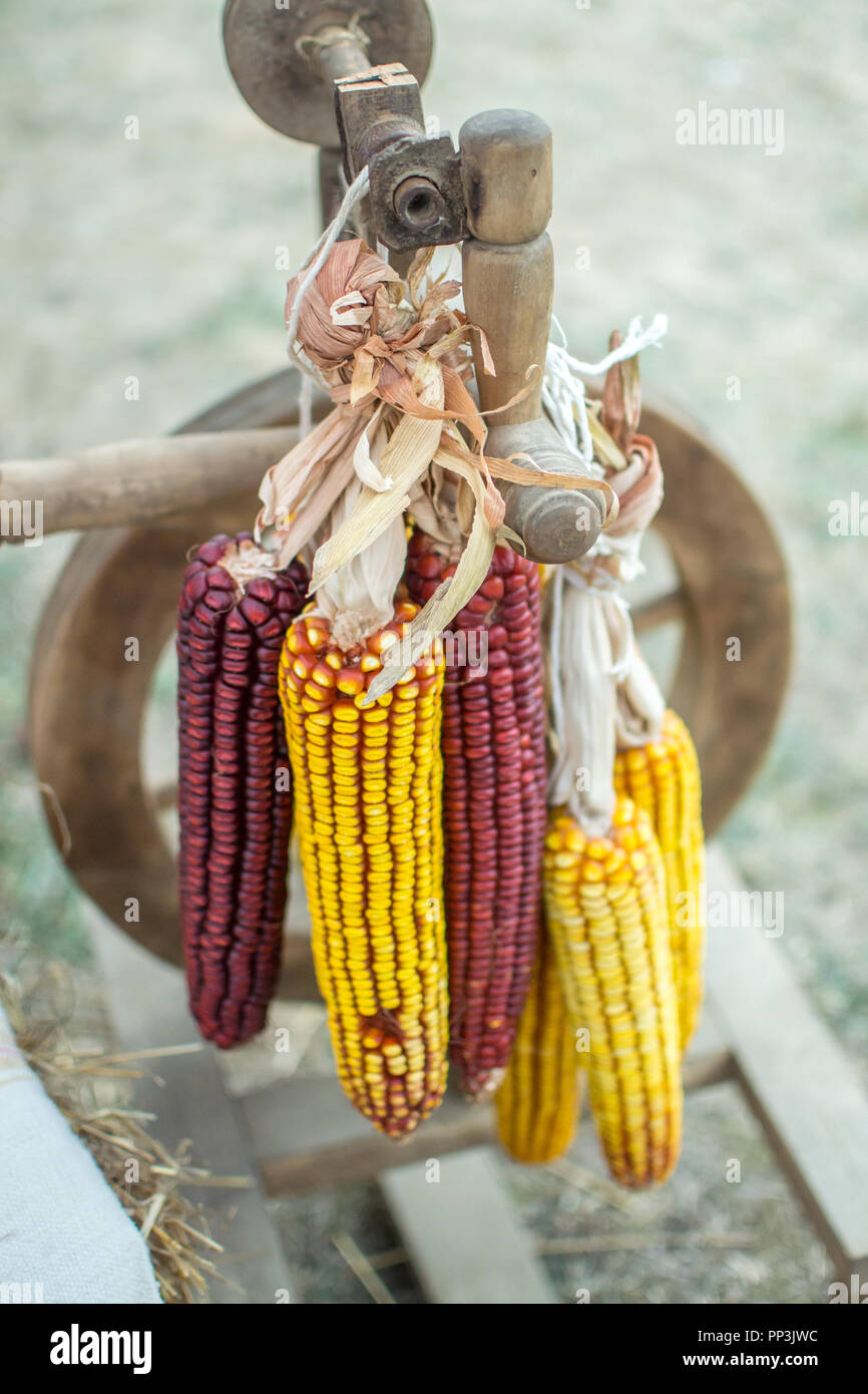 Traditional bio corn on the cob with vibrant colors Stock Photo - Alamy