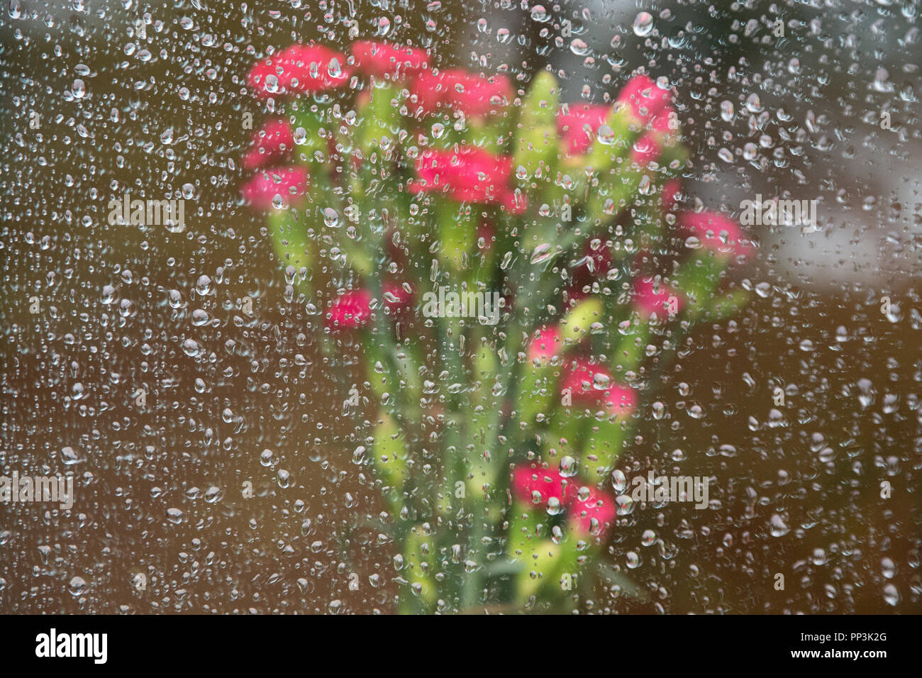 Pink carnations photographed through a rain soaked window in an English ...