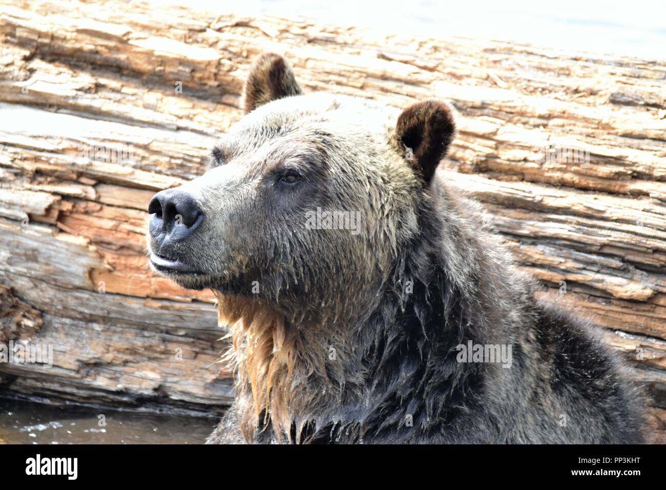 Canadian Grizzly bear, at Grouse Mountain, in Vancouver, British ...