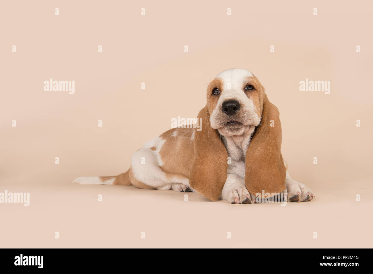 Cute basset hound puppy lying down seen from the side on a creme ...
