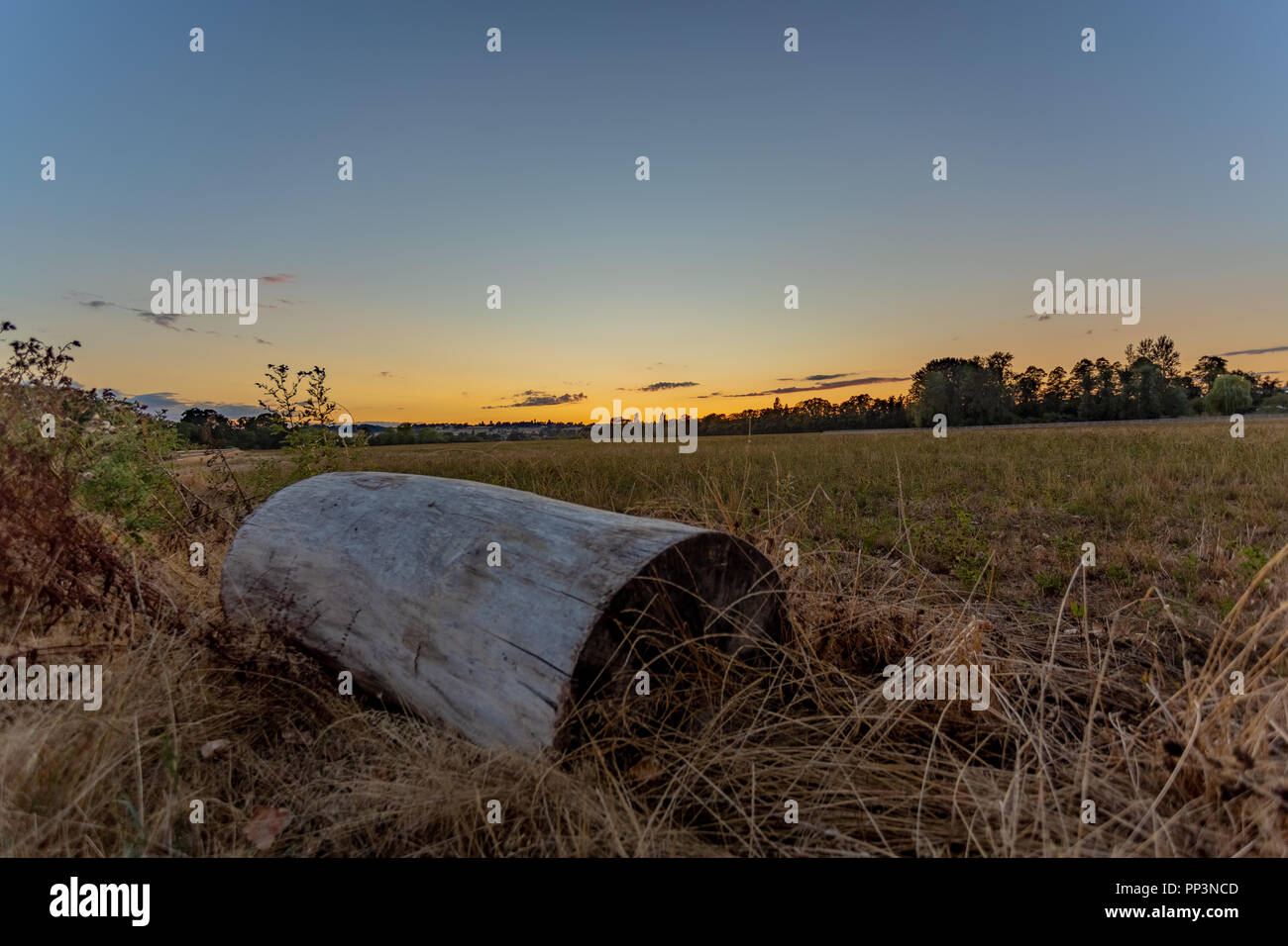 Fallen tree stump hi-res stock photography and images - Alamy