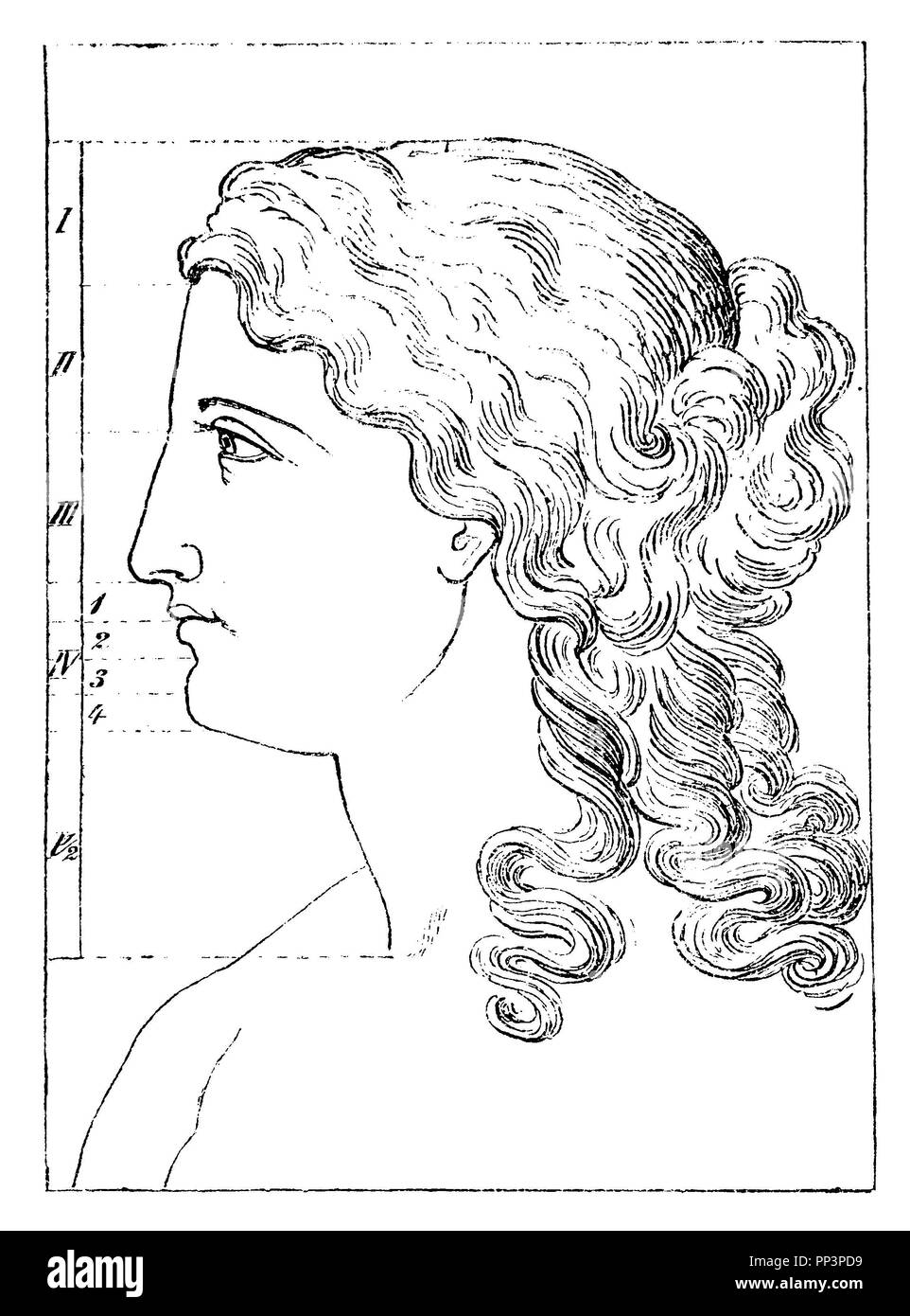 Division of the head into four parts Stock Photo - Alamy