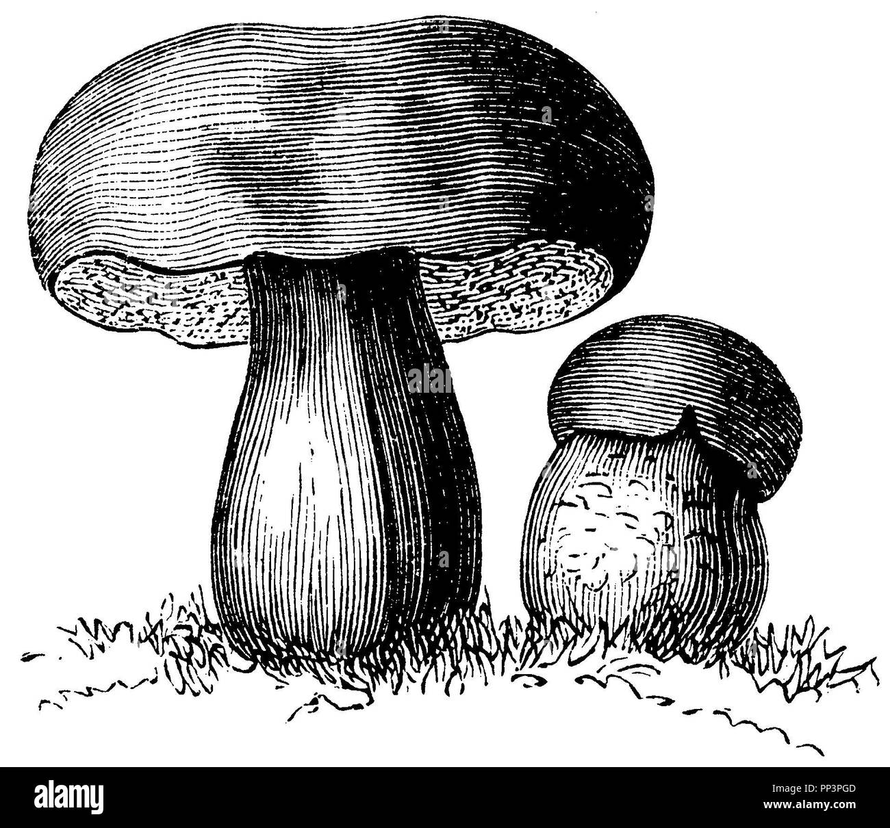 Forest hawk Black and White Stock Photos & Images - Alamy