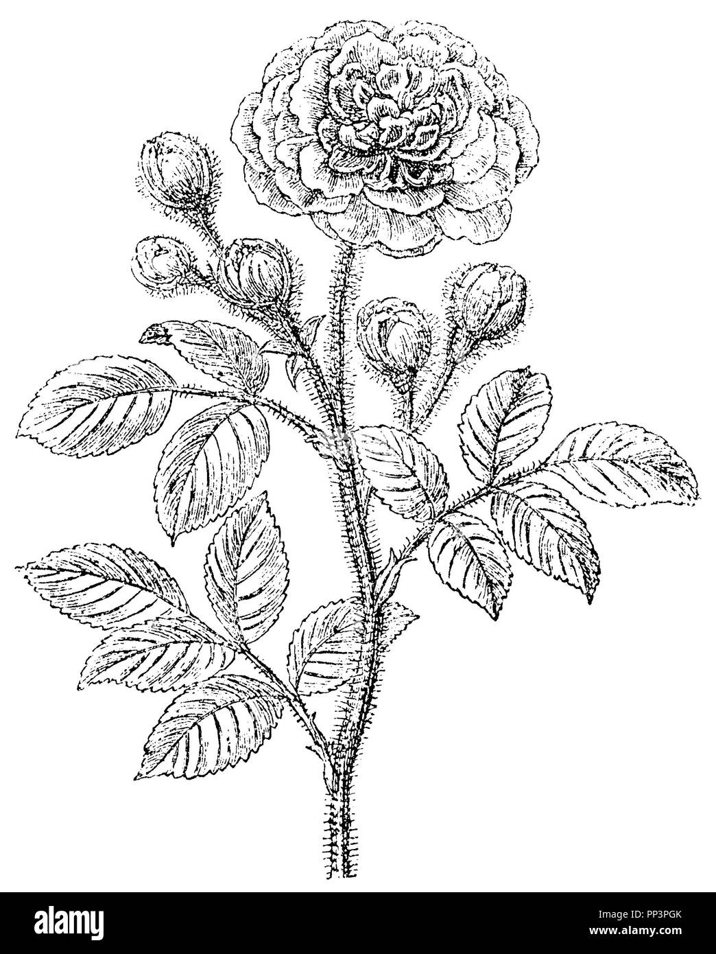 Vintage romantik Black and White Stock Photos & Images - Alamy