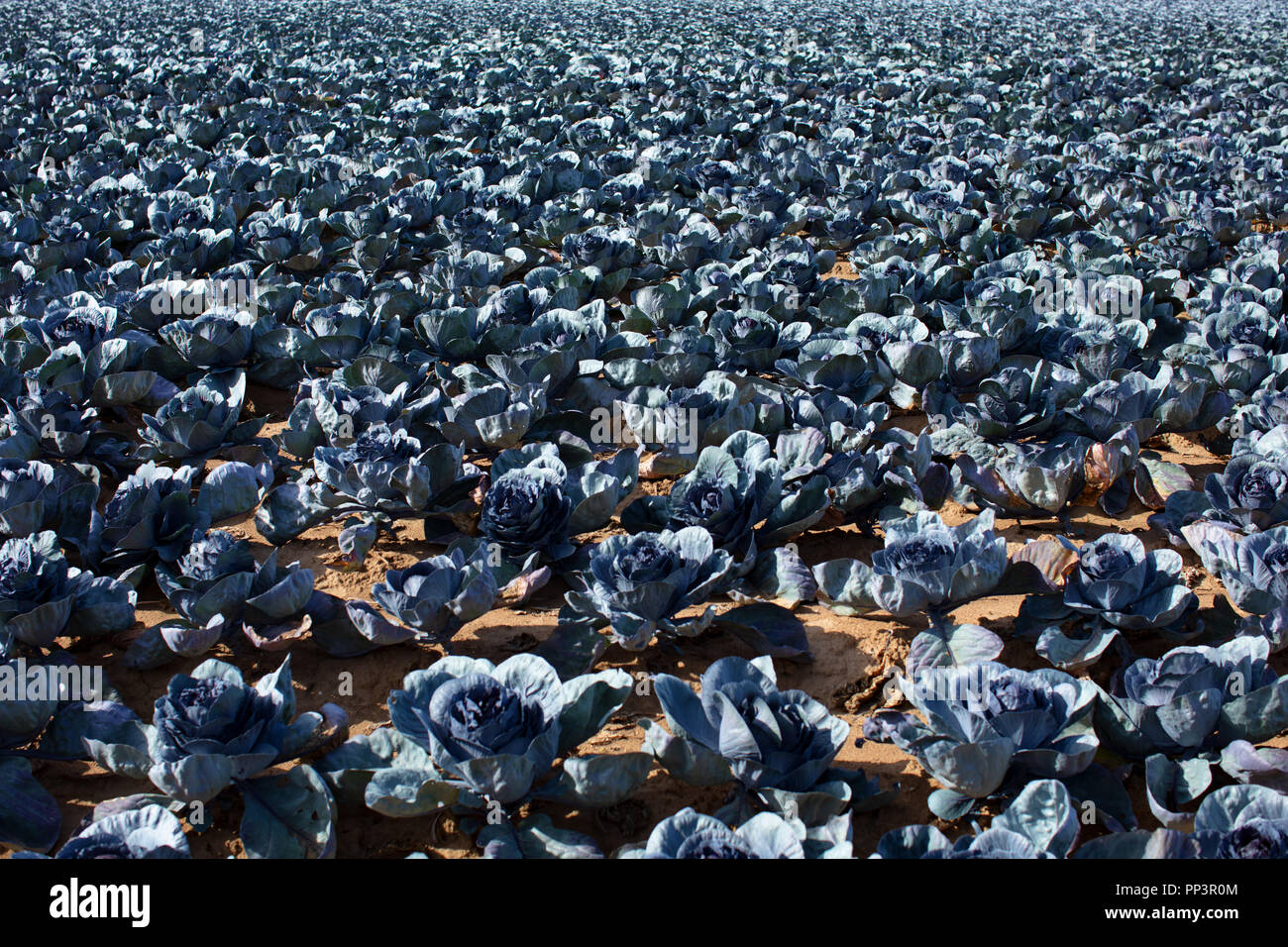 Red Cabbage field, Rotkohlfeld Stock Photo - Alamy