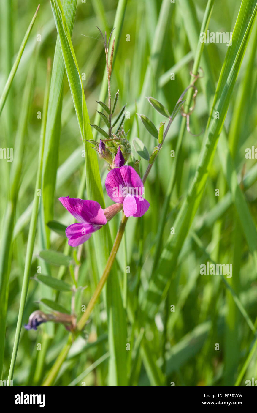 Grass vetchling hi-res stock photography and images - Alamy