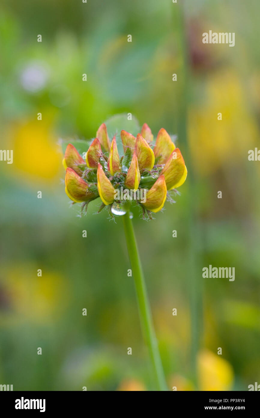 Greater Bird's Foot Trefoil, Lotus pedunculatus, flower, UK Stock Photo ...