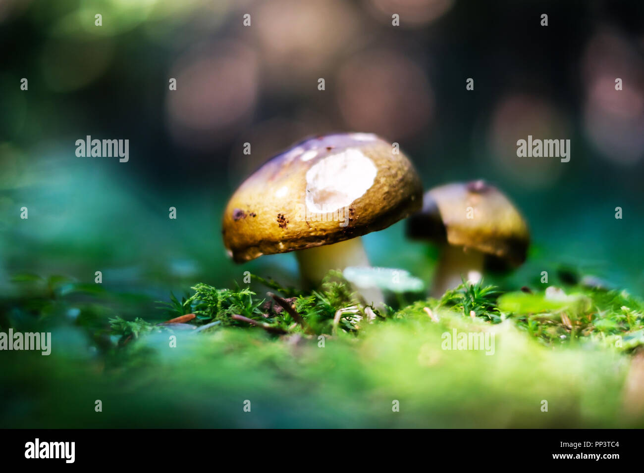 Mushrooms in summer forest. Nature photography Stock Photo - Alamy