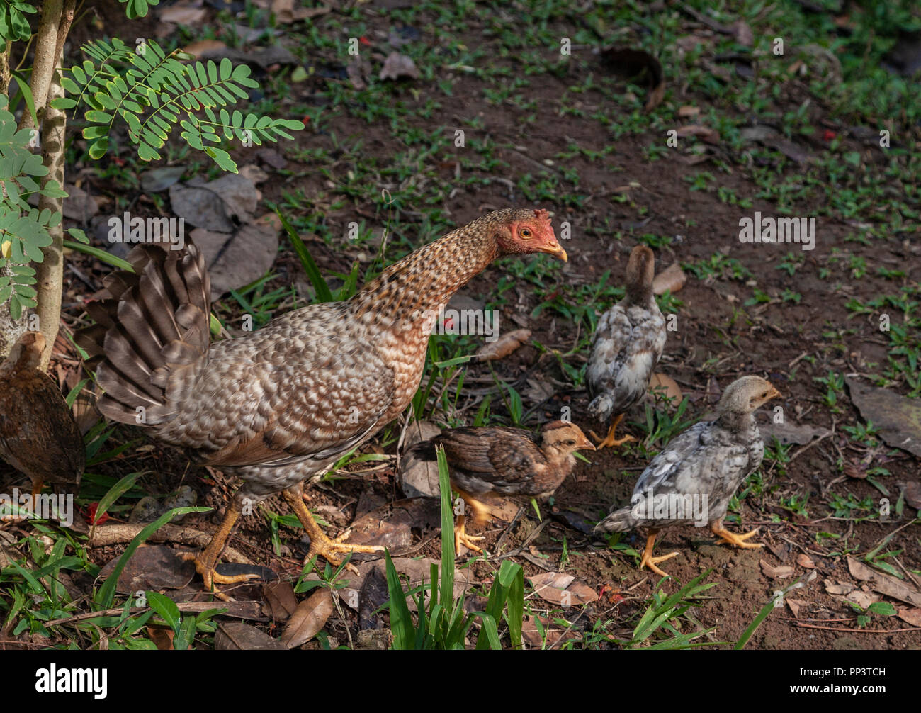Mother hen with chicks on a Cuban farm Stock Photo - Alamy
