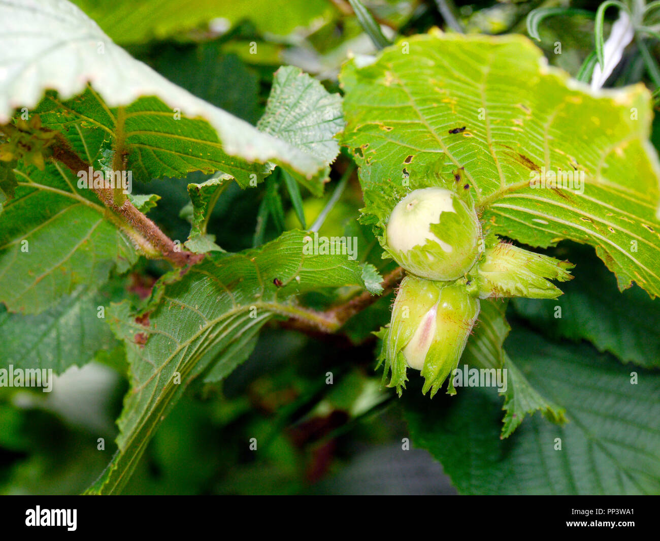 Hazel nut on tree. Corylus avellana Stock Photo - Alamy