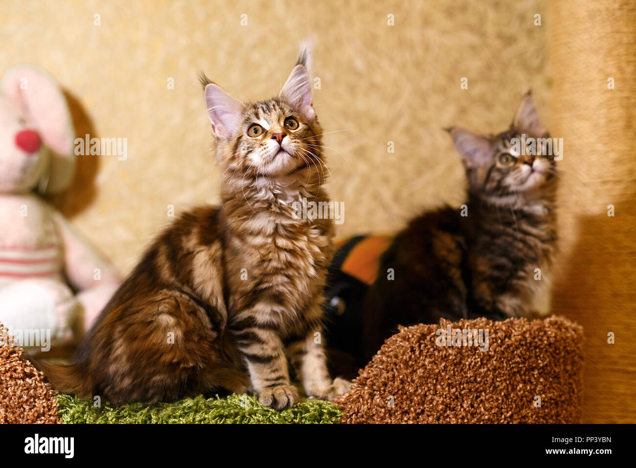 beautiful kitten in a stripe Maine Coon Stock Photo - Alamy