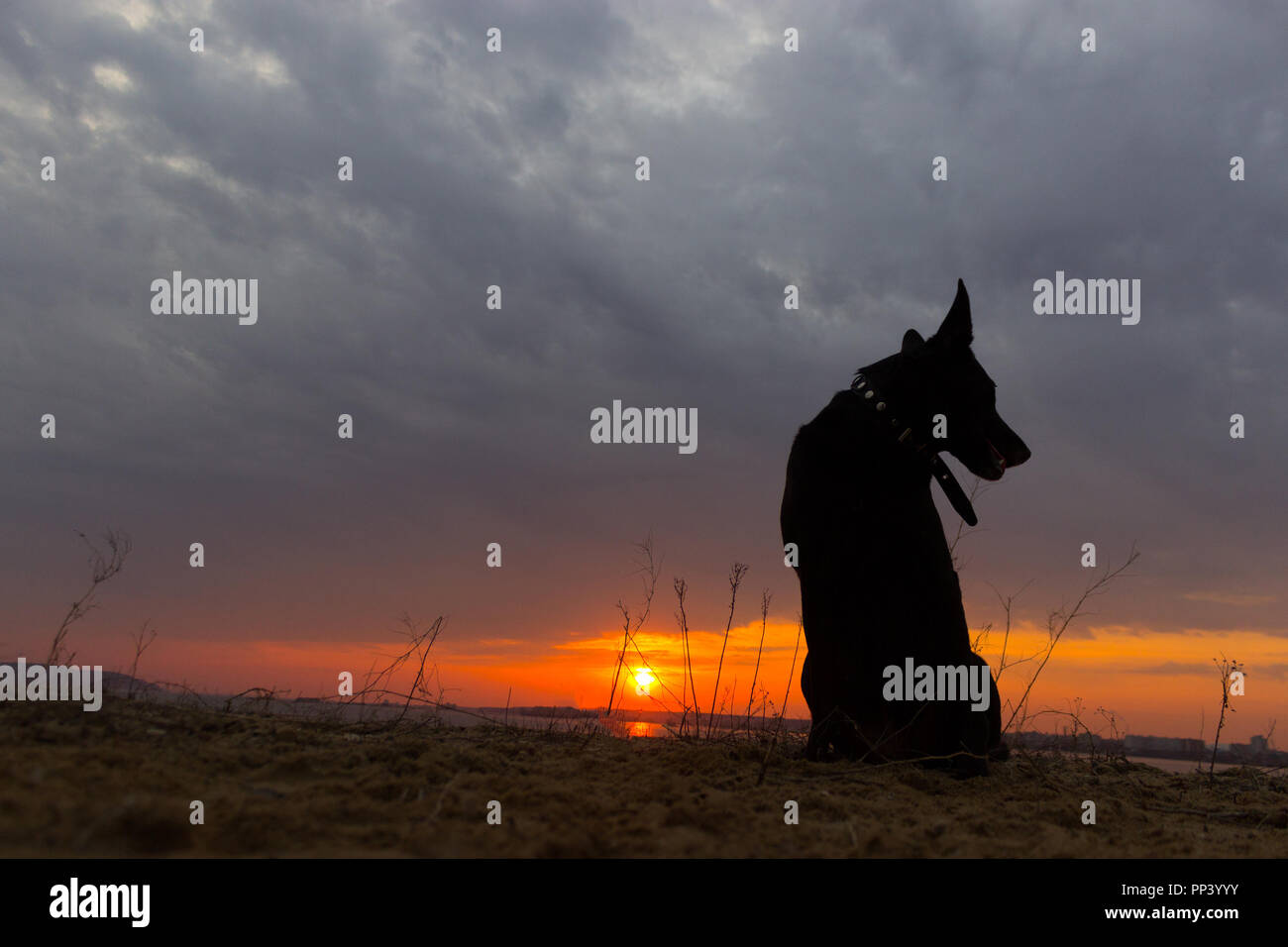 Young man with his dog. sunset background Stock Photo - Alamy