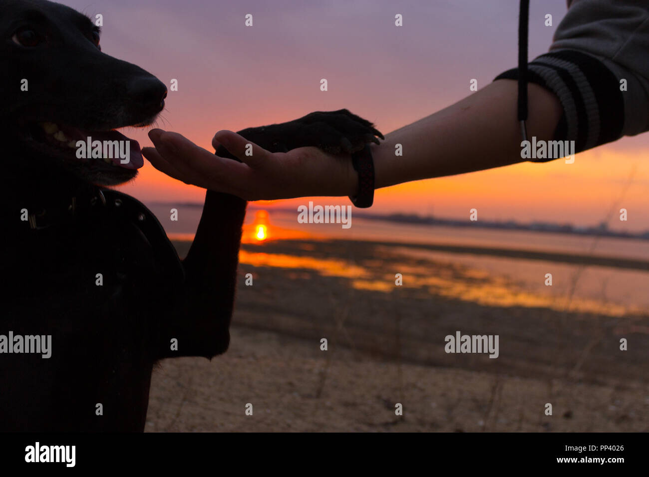 Young man with his dog Stock Photo - Alamy