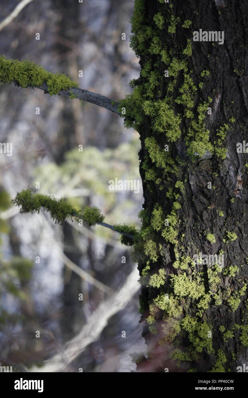 Close Up of Moss in Interior BC Stock Photo - Alamy