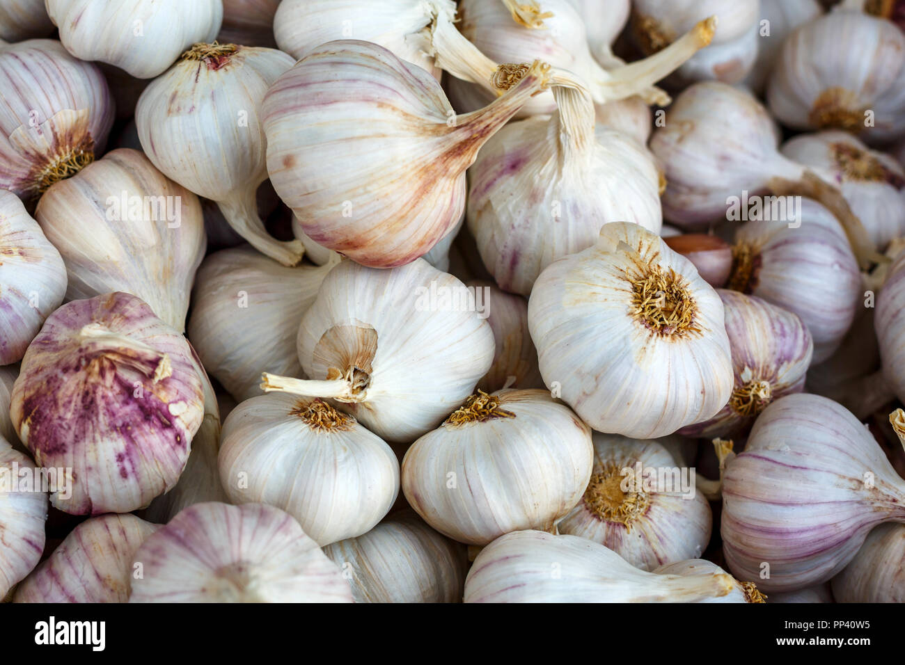 White garlic head heap top view hi-res stock photography and images - Alamy