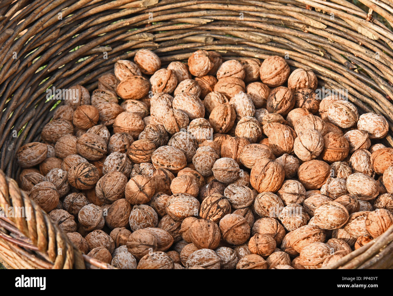 Walnut harvest. Walnuts in the wicker basket Stock Photo - Alamy