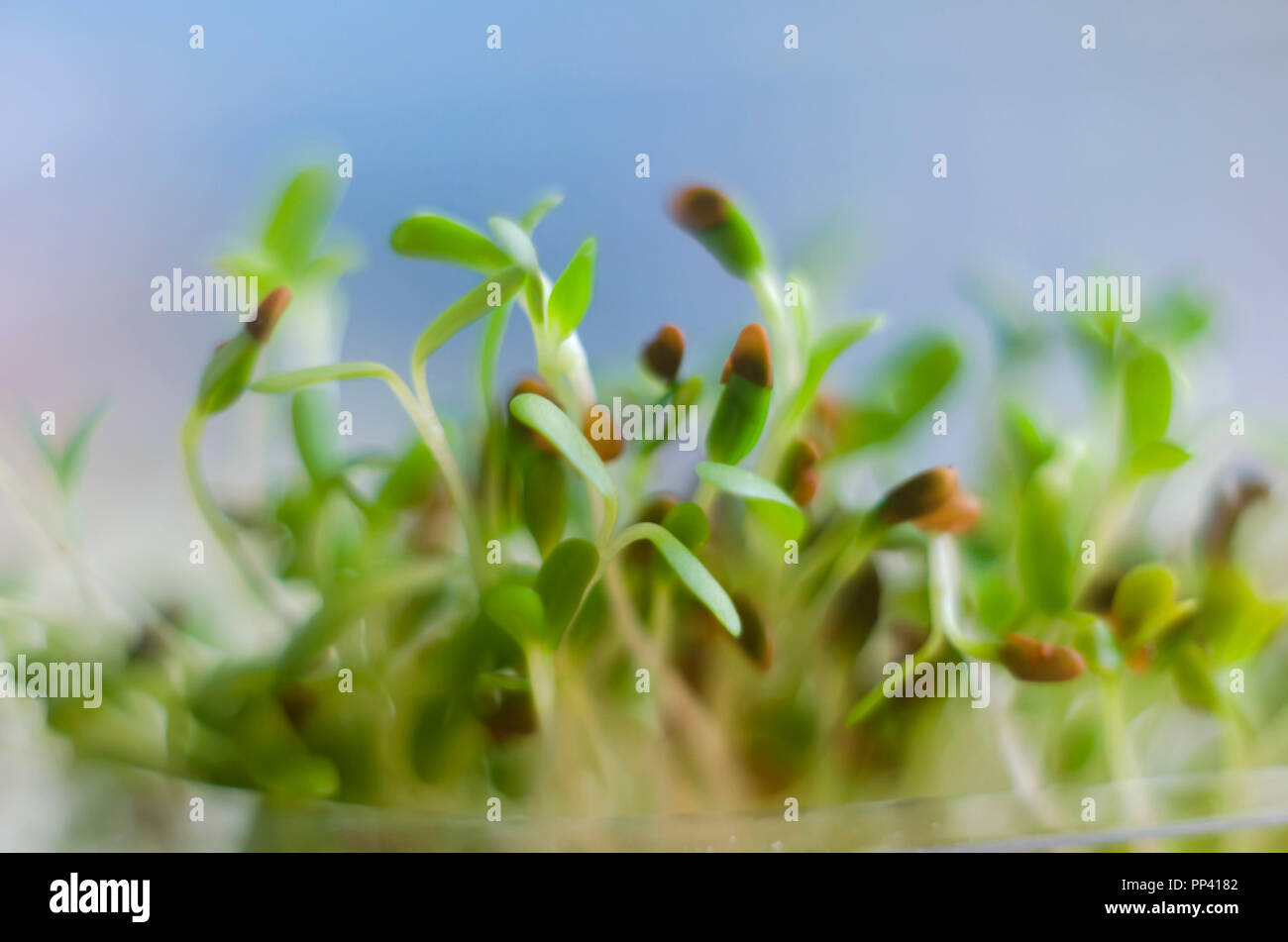 Mustard seed germination hi-res stock photography and images - Alamy