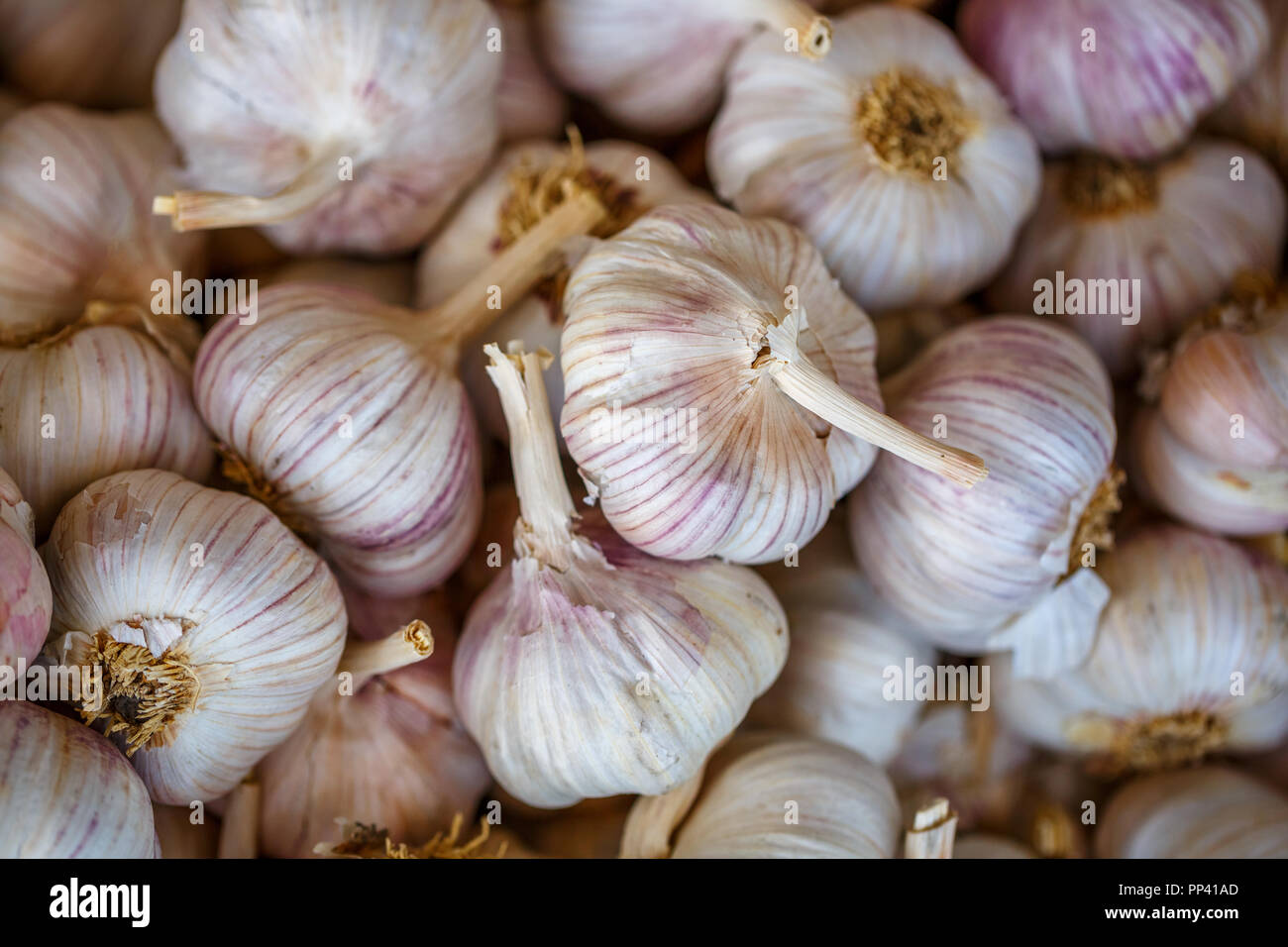 pile of garlic view from the top Stock Photo - Alamy