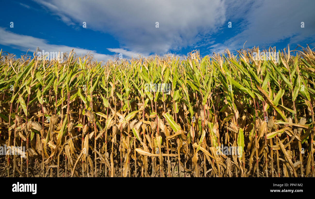 Landscape brown corn field hi-res stock photography and images - Alamy