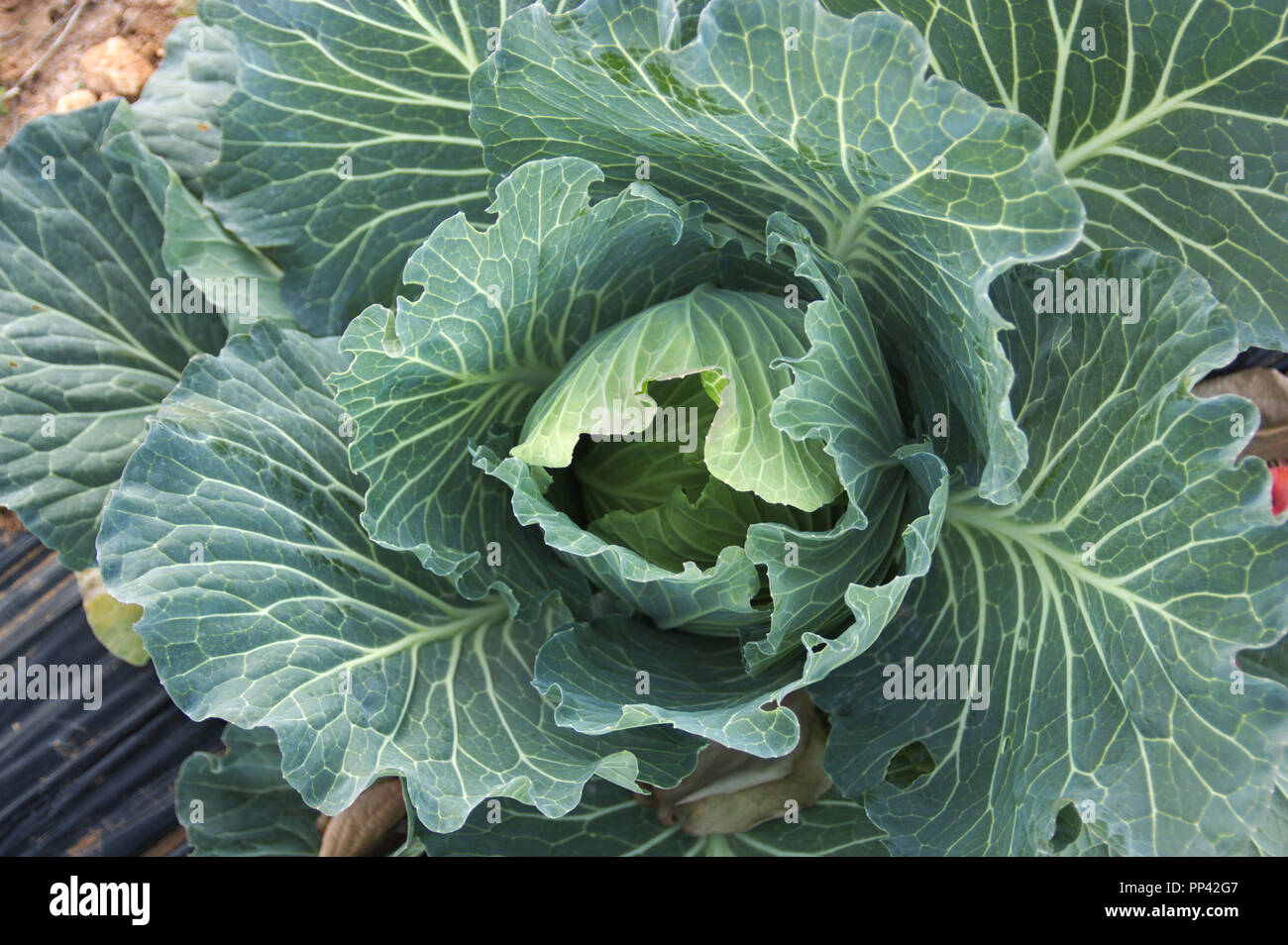 Head cabbage large leaves hi-res stock photography and images - Alamy
