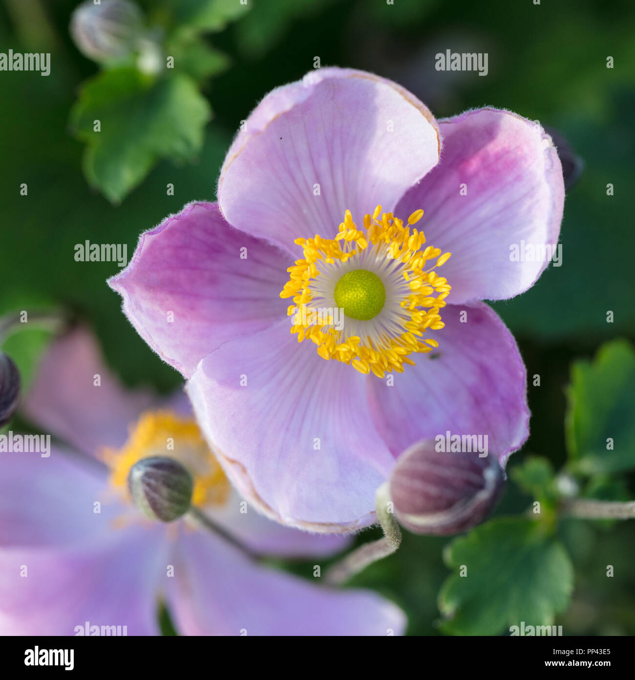 'Little Princess' Japanese anemone, Höstanemon (Anemone hupehensis ...