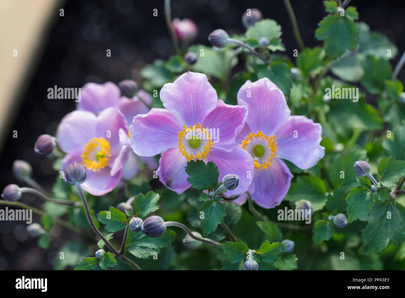 'Little Princess' Japanese anemone, Höstanemon (Anemone hupehensis ...