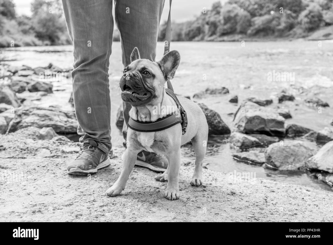 French Bull dog. French. BullDog Stock Photo - Alamy
