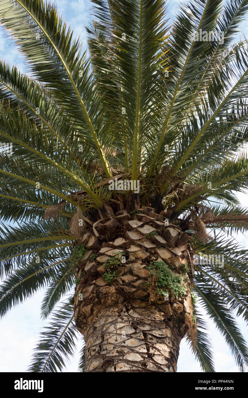 Palm Tree. Sardinia. Italy Stock Photo - Alamy