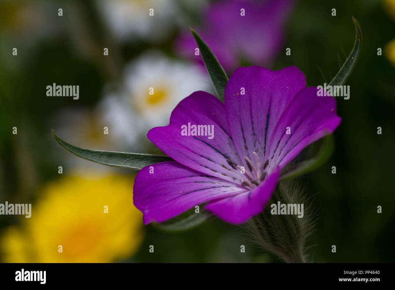 Corn Cockle, Agrostemma githago, flower, UK Stock Photo - Alamy