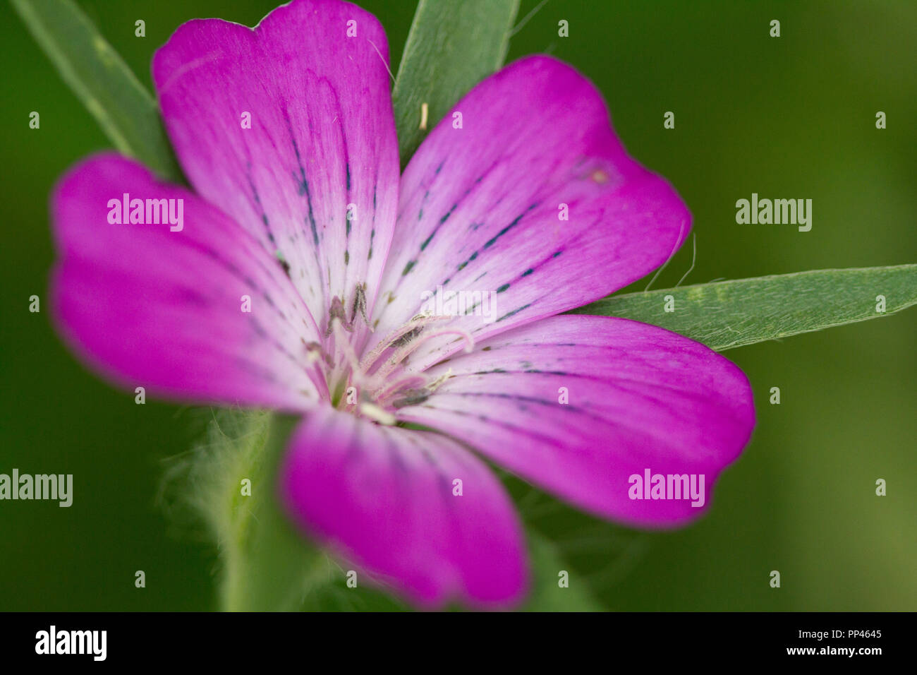 Corn Cockle, Agrostemma githago, flower, UK Stock Photo - Alamy
